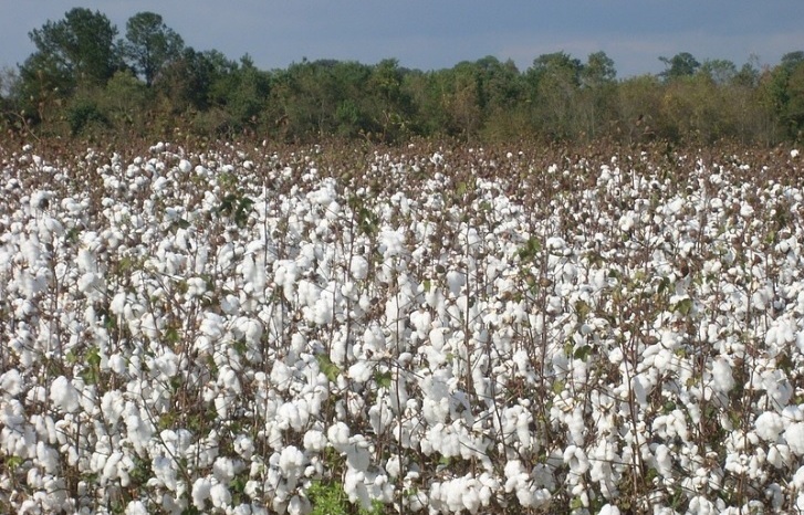 Asaja Asociación Agraria de Jóvenes Agricultores