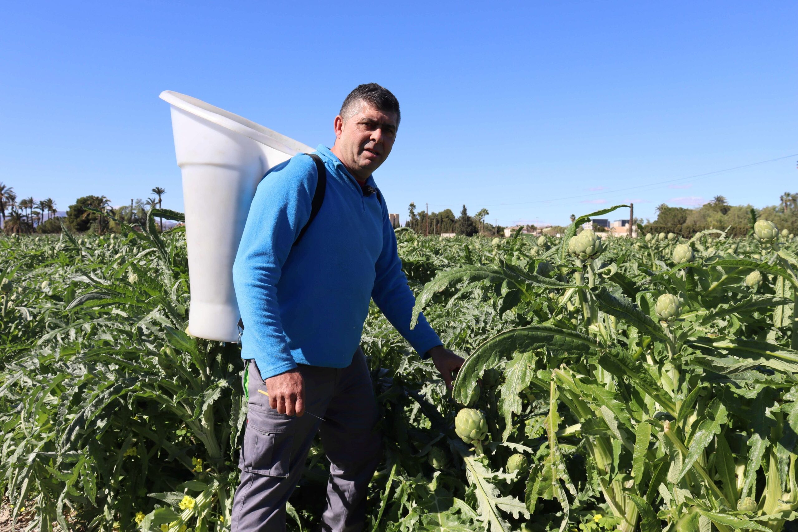 Andrés Soto recibirá el «Premio Agricultor del Año 2025» del Camp d’Elx ...